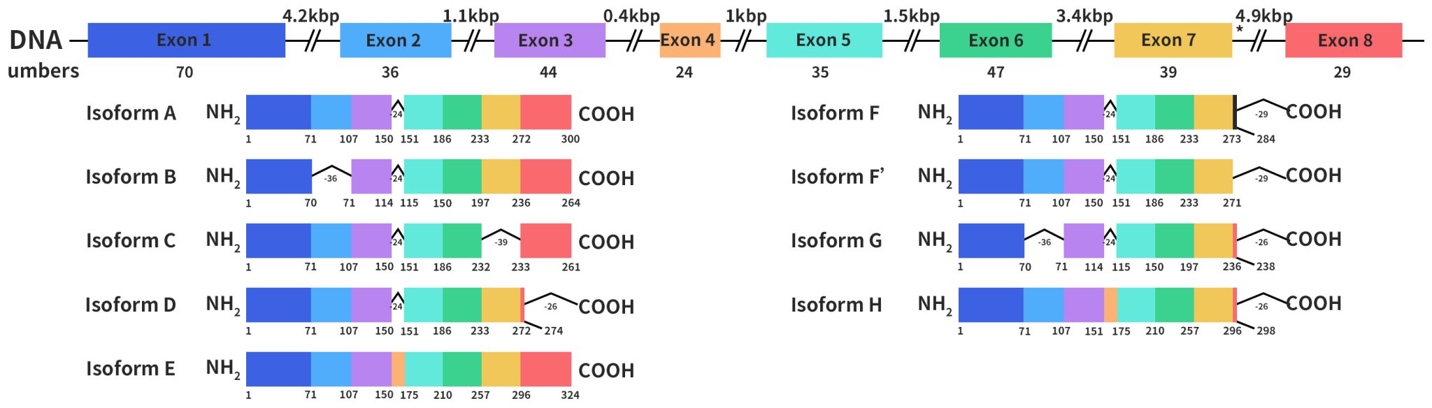 HSD17B13-NASH治疗新兴靶点 - 专注肿瘤免疫