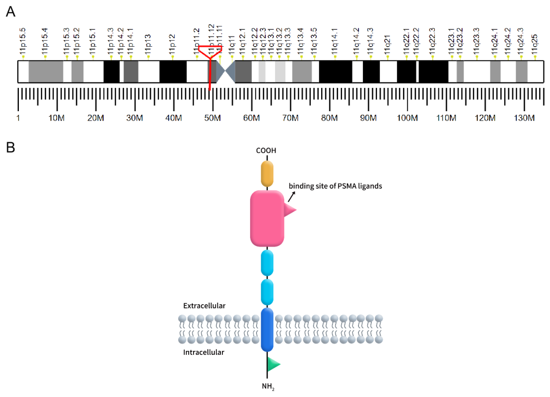 PSMA靶点介绍及在研药物研究进展-缔码生物