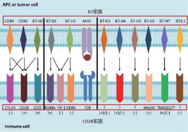 免疫检查点-CD28 - 专注肿瘤免疫