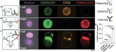 免疫检查点-CD28 - 专注肿瘤免疫