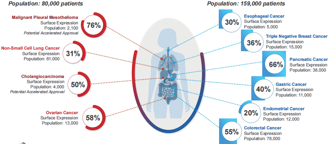 Mesothelin/MSLN靶点介绍及药物研究进展-缔码生物