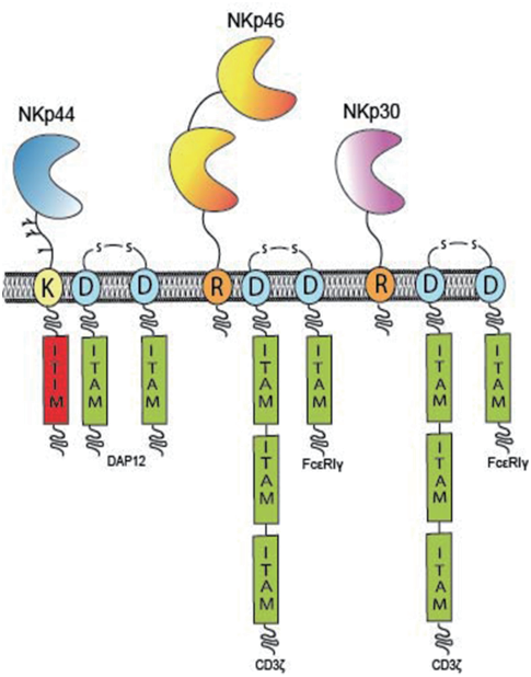 免疫检查点-NKp30 - 专注肿瘤免疫