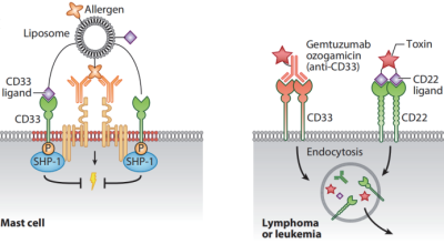 血液肿瘤靶点-CD33/Siglec-3 - 专注肿瘤免疫
