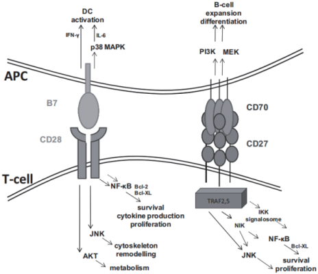 免疫检查点-CD27 - 专注肿瘤免疫