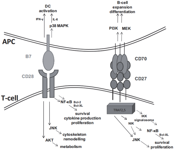 免疫检查点-CD27 - 专注肿瘤免疫