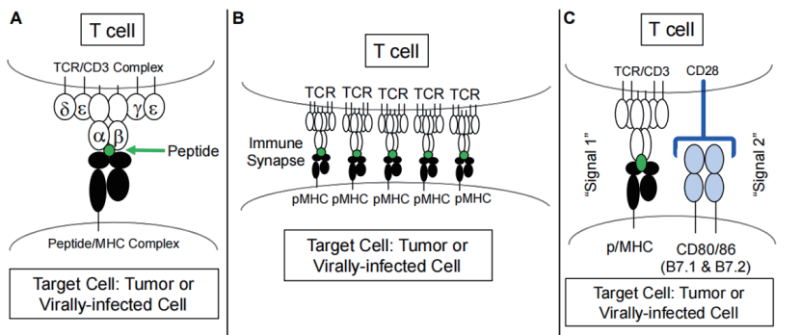 免疫检查点-CD28 - 专注肿瘤免疫