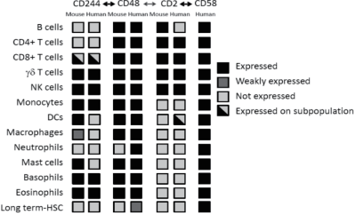 免疫检查点-CD48 - 专注肿瘤免疫