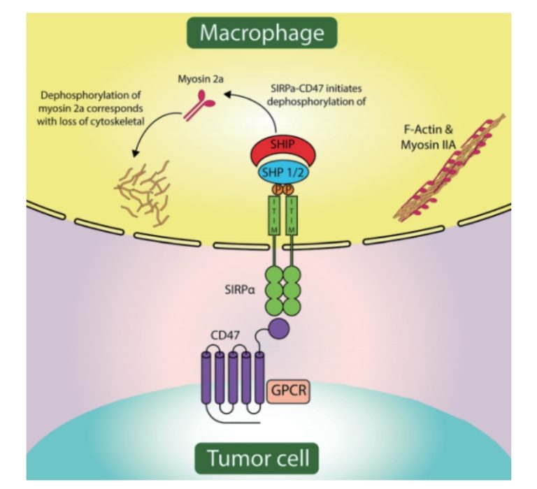 肿瘤免疫靶点 | CD47 - 专注肿瘤免疫