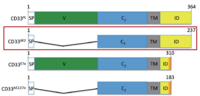 血液肿瘤靶点-CD33/Siglec-3 - 专注肿瘤免疫