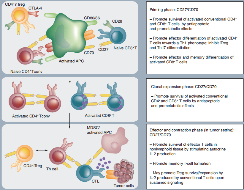 免疫检查点-CD27 - 专注肿瘤免疫