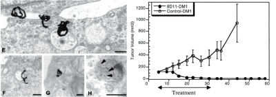 实体瘤靶点-前列腺干细胞抗原PSCA - 专注肿瘤免疫