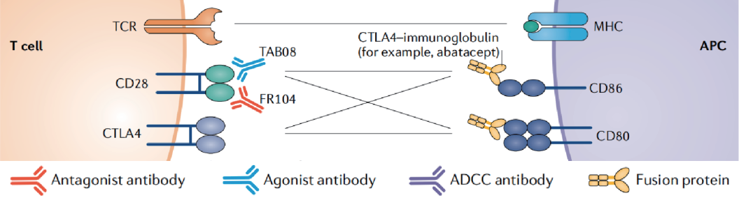 免疫检查点-CD28 - 专注肿瘤免疫