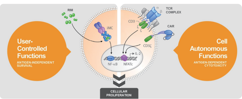 实体瘤靶点-前列腺干细胞抗原PSCA - 专注肿瘤免疫