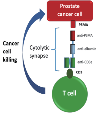 Mesothelin/MSLN靶点介绍及药物研究进展-缔码生物