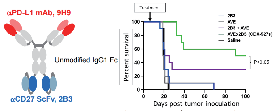 免疫检查点-CD27 - 专注肿瘤免疫