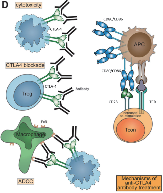 免疫检查点-CTLA-4/CD152 - 专注肿瘤免疫