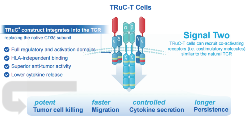 Mesothelin/MSLN靶点介绍及药物研究进展-缔码生物