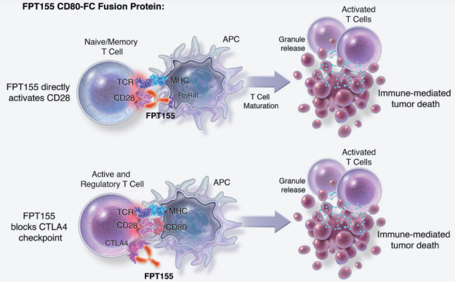 免疫检查点-CD28 - 专注肿瘤免疫
