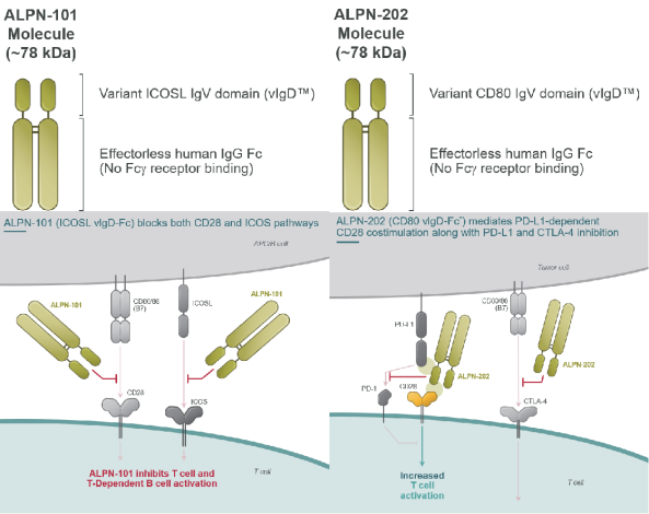 免疫检查点-CD28 - 专注肿瘤免疫
