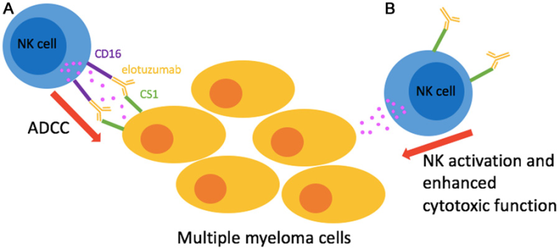 肿瘤免疫靶点 | CS1 - 专注肿瘤免疫