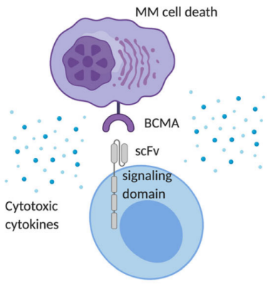 肿瘤免疫靶点｜BCMA - 专注肿瘤免疫