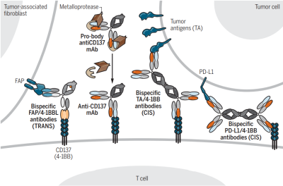 肿瘤免疫靶点|4-1BB - 专注肿瘤免疫