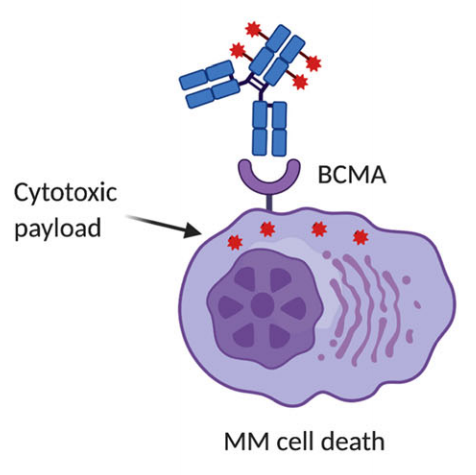 肿瘤免疫靶点｜BCMA - 专注肿瘤免疫