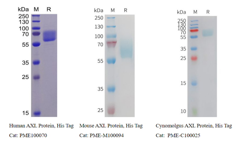 AXL靶点介绍及药物研究进展-缔码生物