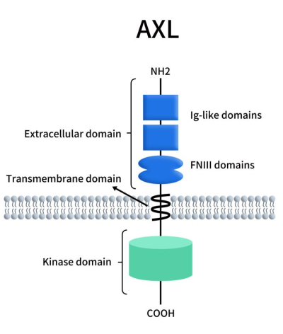 AXL靶点介绍及药物研究进展-缔码生物