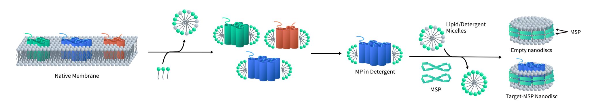 Nanodisc在膜蛋白中的应用-缔码生物