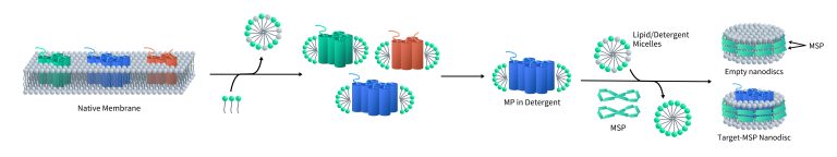 Nanodisc在膜蛋白中的应用-缔码生物