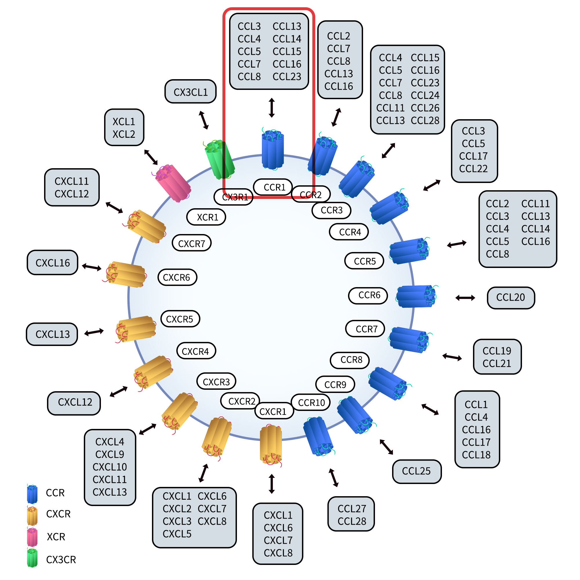 CCR1靶点-免疫调控与药物开发-缔码生物