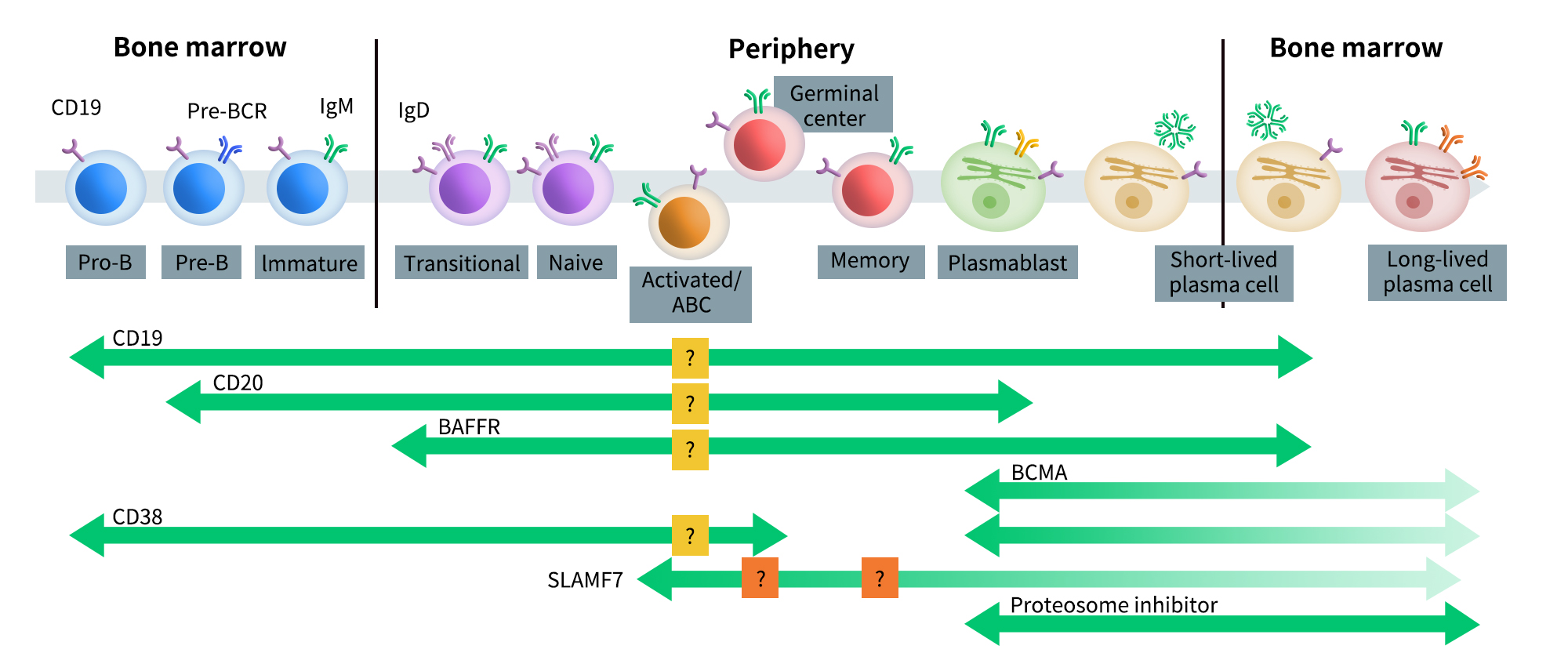 CD20:自身免疫疾病方向的研究进展 - 专注肿瘤免疫