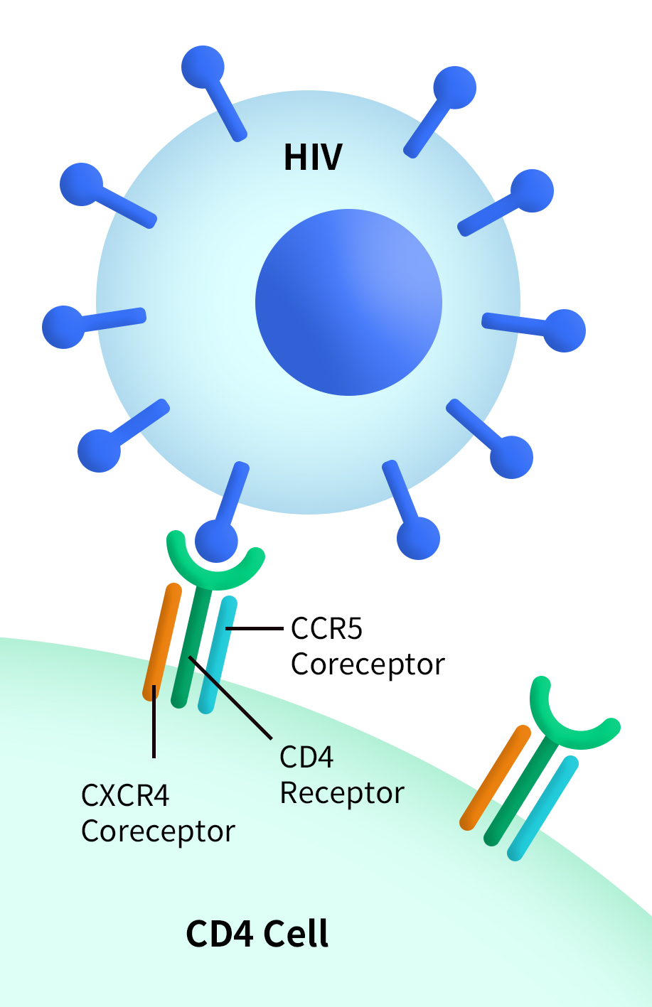CXCR4靶点概述及在研药物研究进展-缔码生物