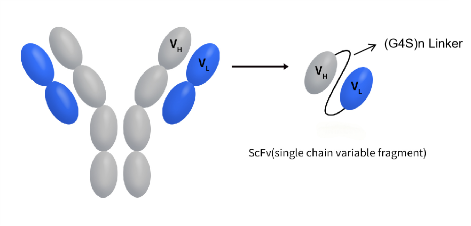 Anti-(G4S)4抗体简介及应用-缔码生物