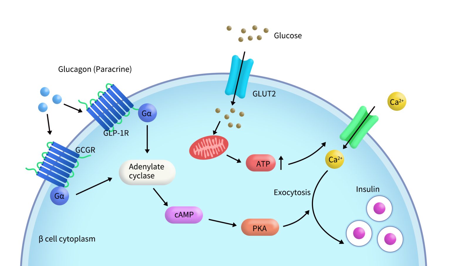 胰高血糖素受体GCGR-糖代谢过程的关键靶点 - 专注肿瘤免疫