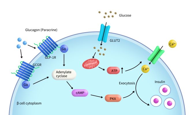 胰高血糖素受体GCGR-糖代谢过程的关键靶点 - 专注肿瘤免疫
