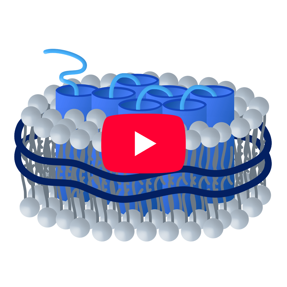 纳米盘（Nanodisc）膜蛋白平台 | GPCR/多跨膜靶点研究解决方案 – 缔码生物