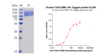 CEACAM5或将成为癌症靶向治疗新兴靶点 - 专注肿瘤免疫