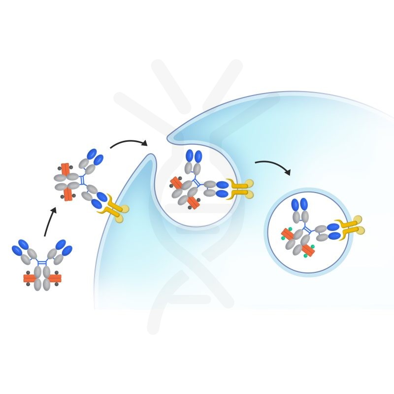 IgG labeling for antibody internalization assay, pHsensitive