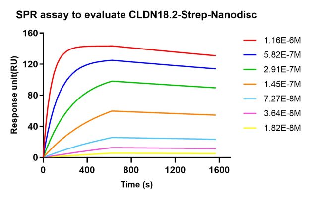 纳米盘（Nanodisc）膜蛋白平台 | GPCR/多跨膜靶点研究解决方案 – 缔码生物