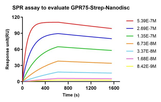纳米盘（Nanodisc）膜蛋白平台 | GPCR/多跨膜靶点研究解决方案 – 缔码生物