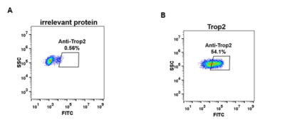TROP2靶点介绍及药物研究进展-缔码生物