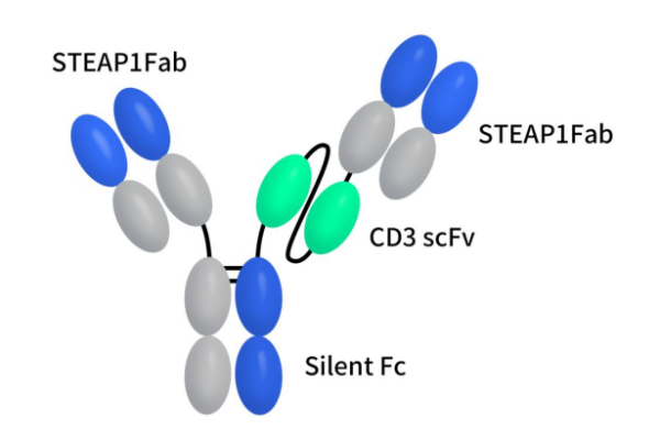 STEAP1-前列腺癌治疗新兴靶点 - 专注肿瘤免疫