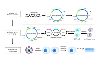 稳转细胞株介绍及应用-缔码生物