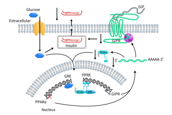 胃抑制肽受体GIPR-降糖减重新兴靶点 - 专注肿瘤免疫