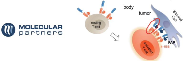 实体瘤靶点-成纤维细胞活化蛋白FAP - 专注肿瘤免疫