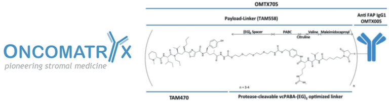 实体瘤靶点-成纤维细胞活化蛋白FAP - 专注肿瘤免疫