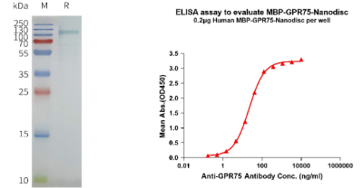SyntheticNanodisc在GPCR中的应用-缔码生物
