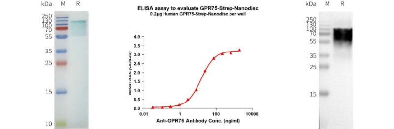 SyntheticNanodisc在GPCR中的应用-缔码生物